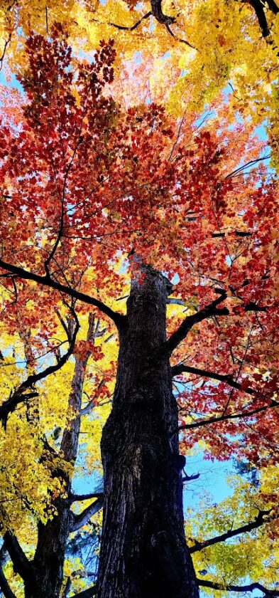 Creator Of Untouched Images Credits Brother, Organizations For Success ...